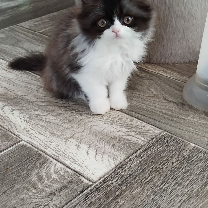 Кошечка экзотик