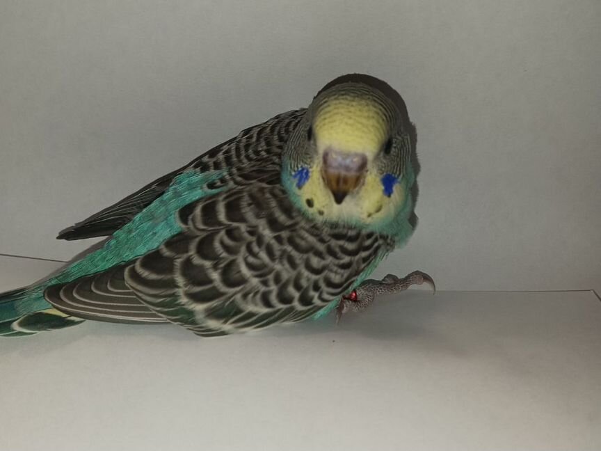 Волнистый попугай ручной