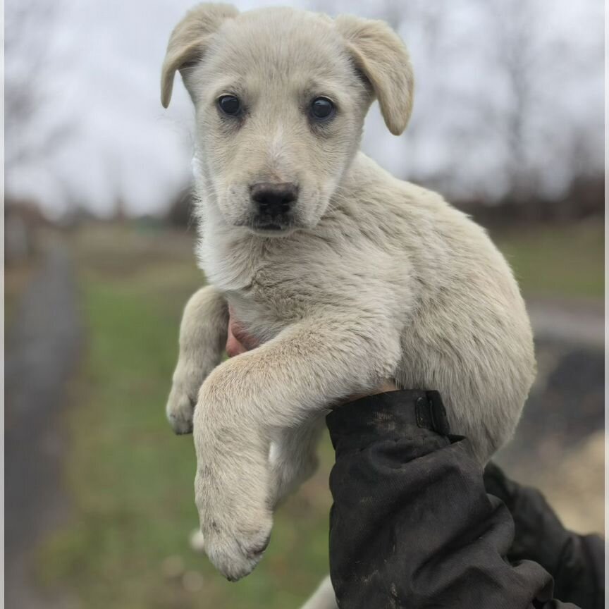 Щенок в добрые руки