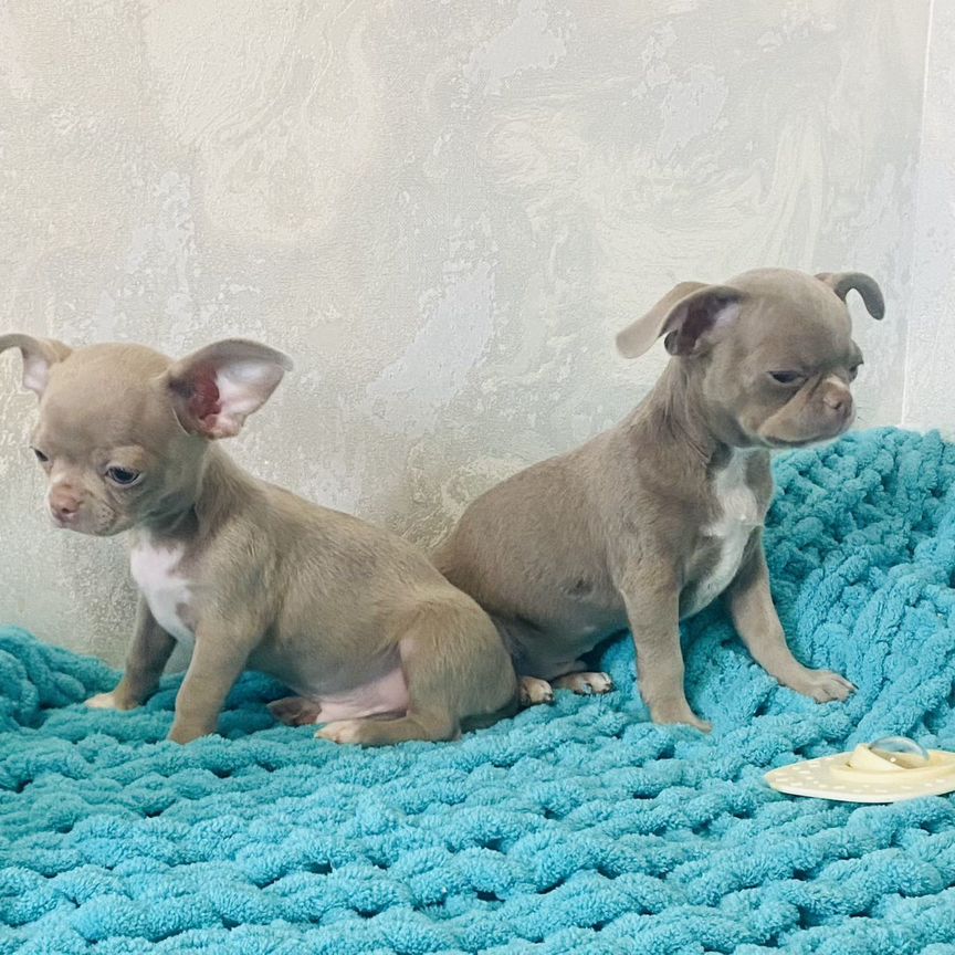 Лиловые красавчики документы РКФ