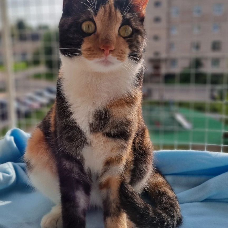 Кошка в добрые руки