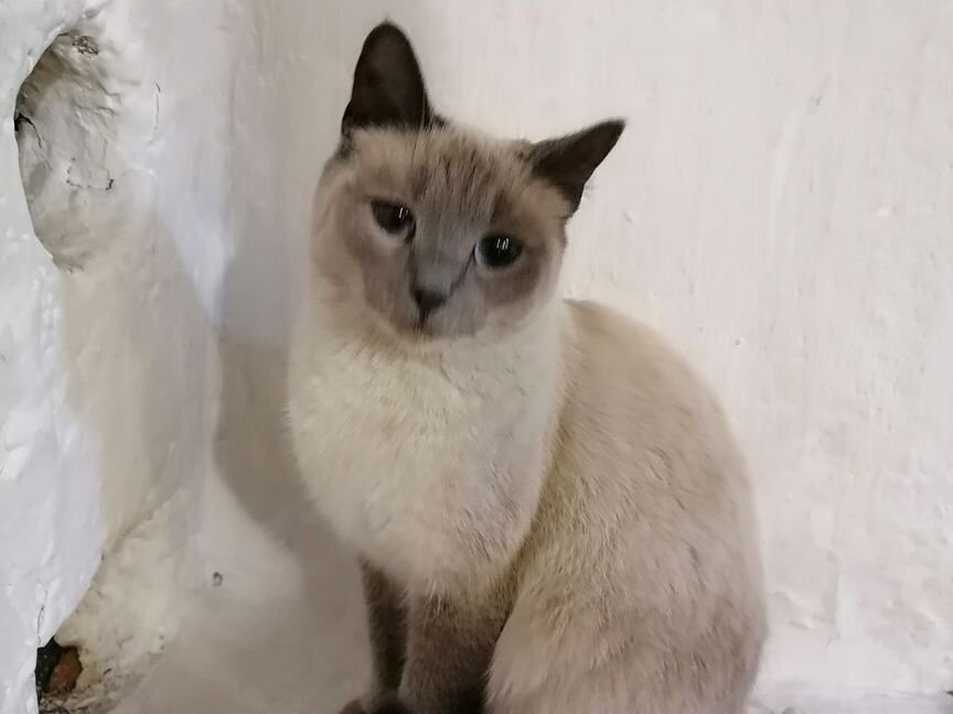 Сиамские кошки бесплатно