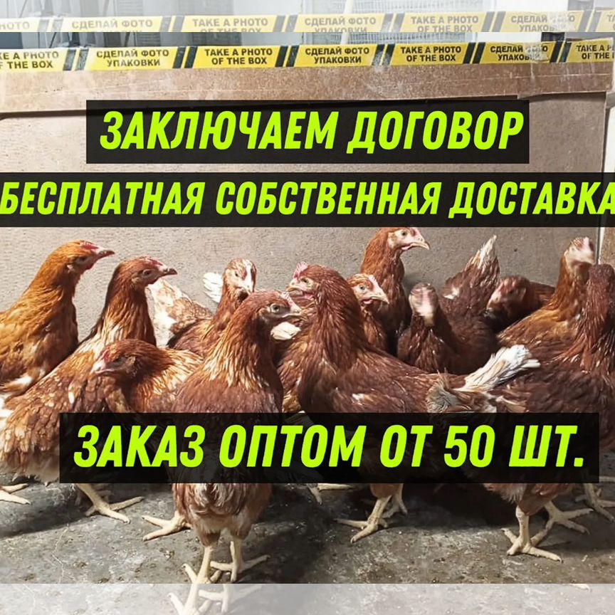 Курочки несушки в рассрочку