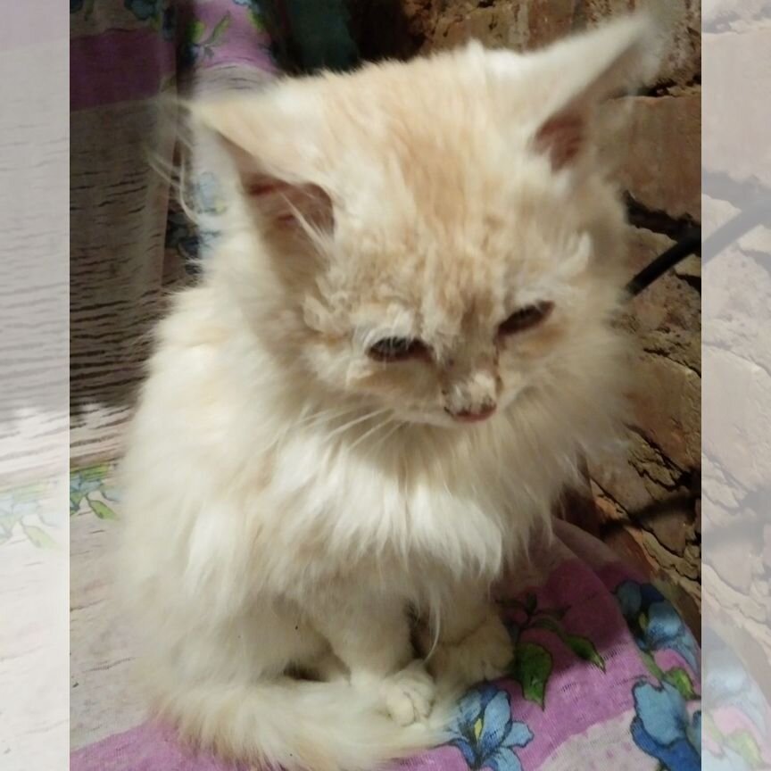 Персидский котёнок