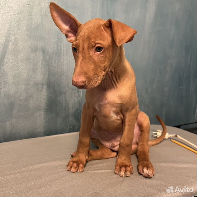 Фараонова собака