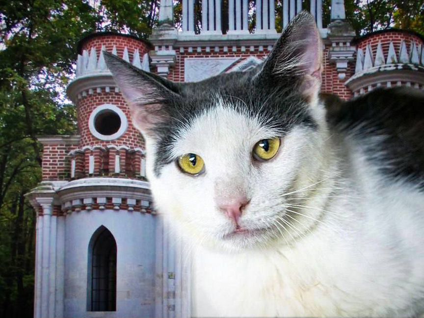 Кот Рикки из дворца Царицыно в добрые руки