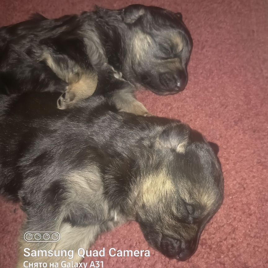 Немецкая овчарка, щенок