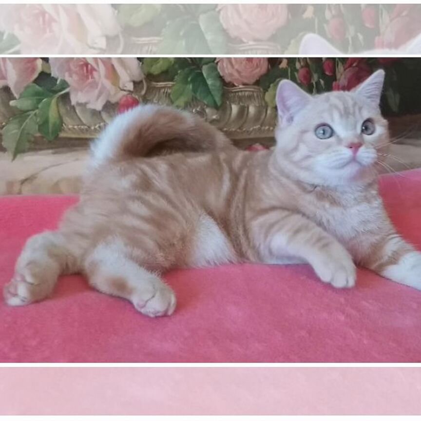 Котята мраморные сливки