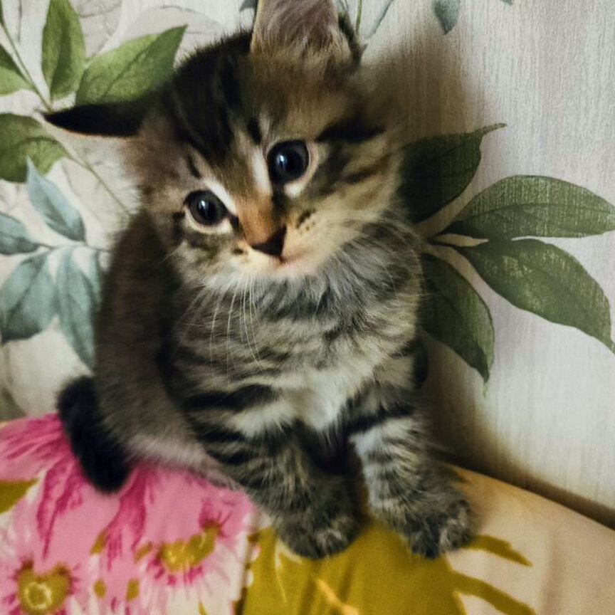 Сибирский котёнок