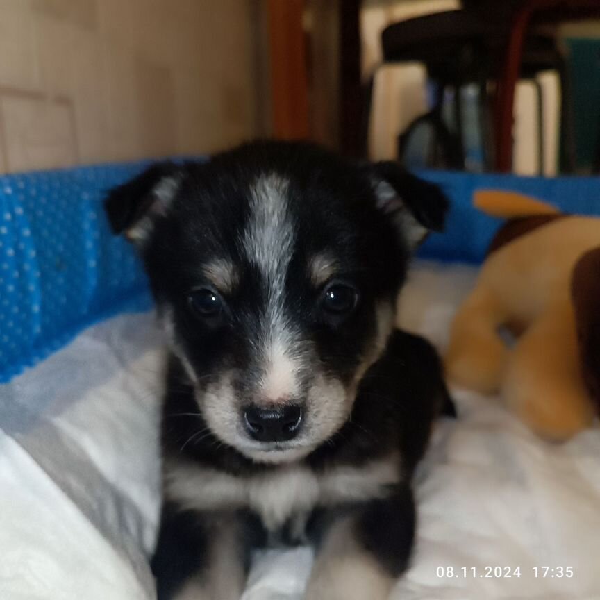 Лайка, хаски