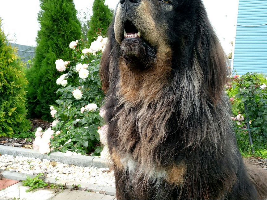 Тибетский мастиф вязка