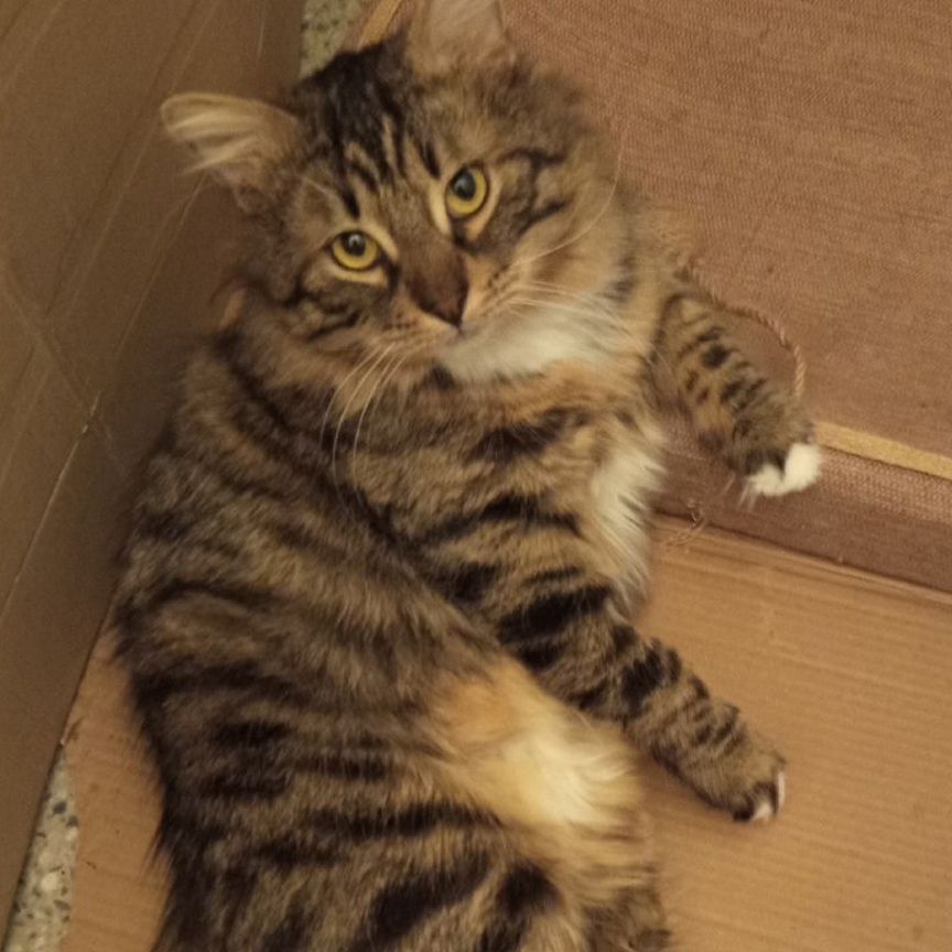 Сибирский, взрослый кот