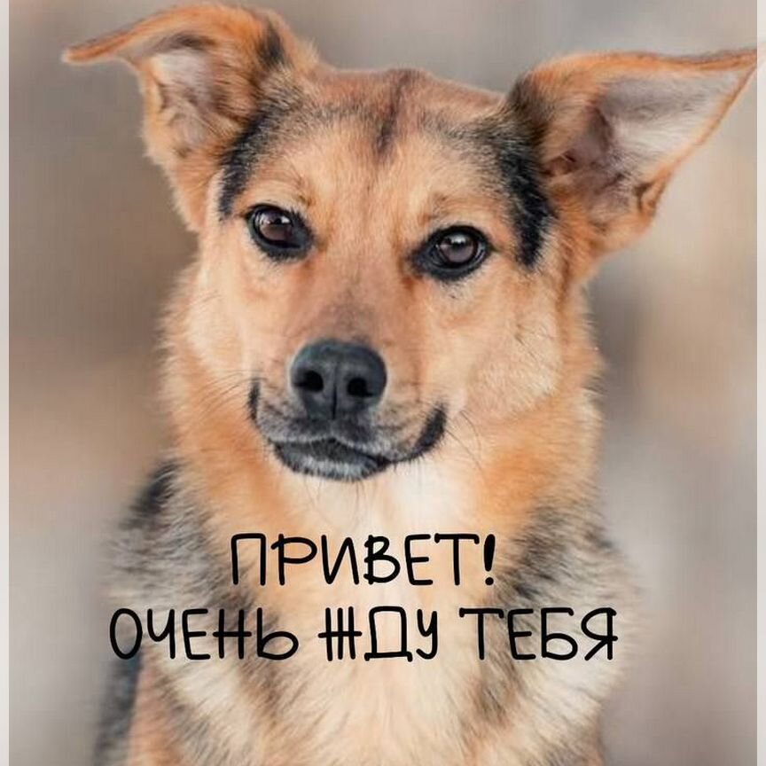 Взрослый пёс в добрые руки