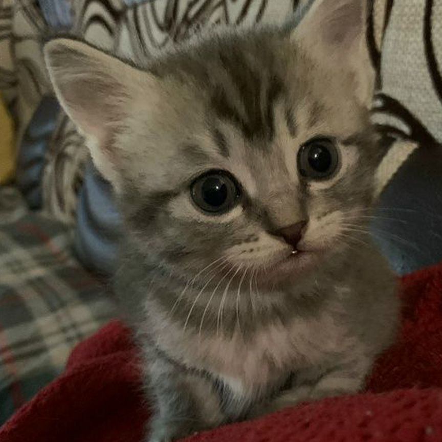 Котёнок в добрые руки