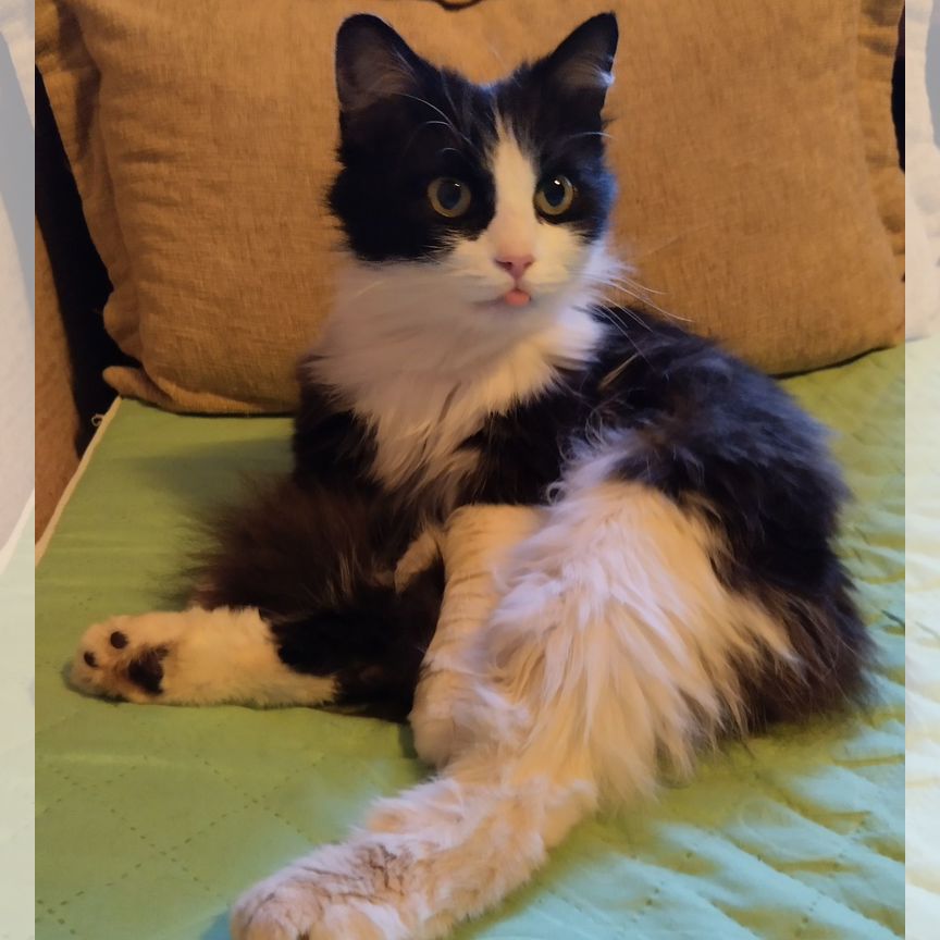 Кошка ищет дом