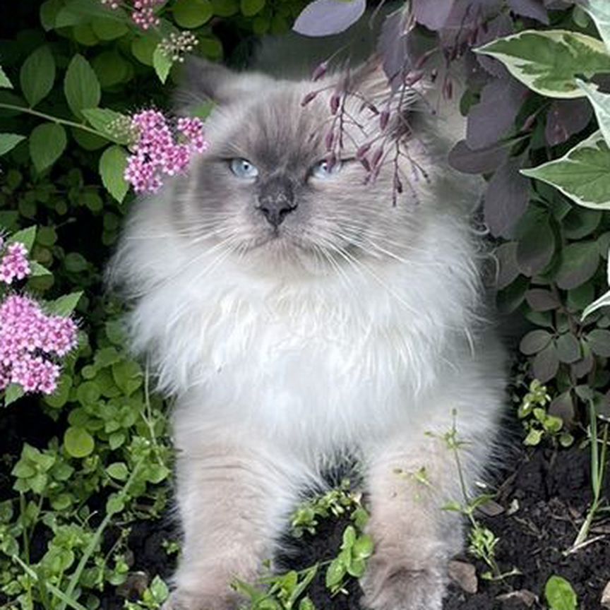 Невский маскарадный кот вязка