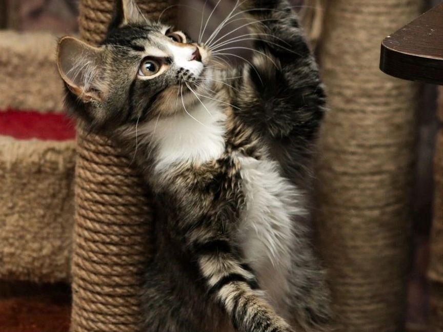 Котёнок