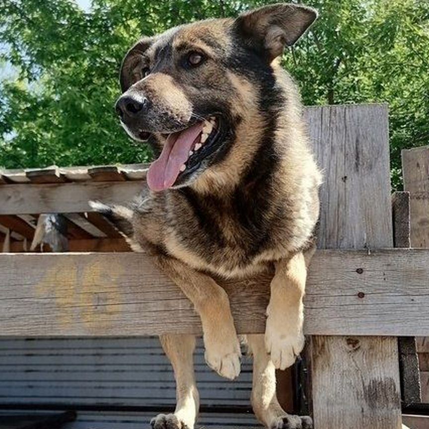 Взрослый пёс в добрые руки