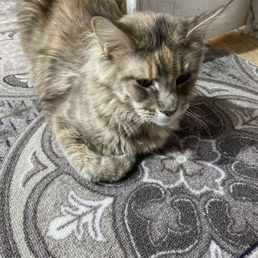 Кошка