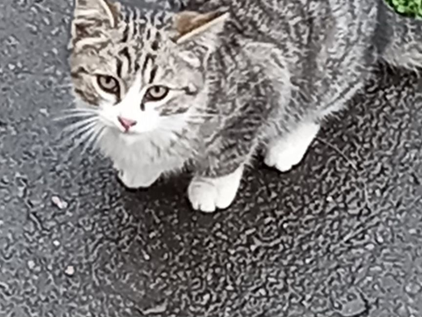 Котята в добрые руки бесплатно мальчик