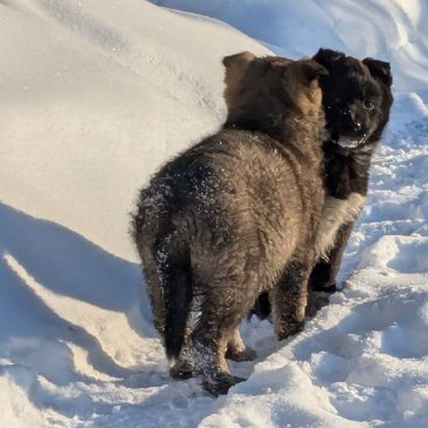 Щенки охранники