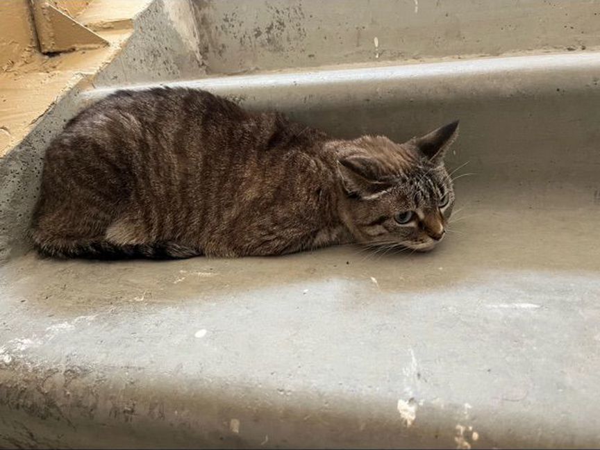 Найдена кошка