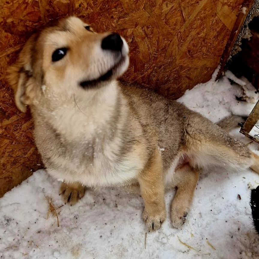 Щенок в добрые руки