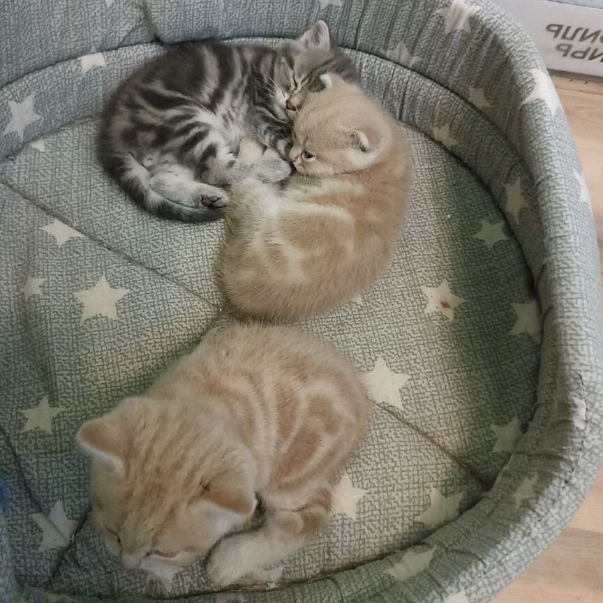 Шотландские вислоухие котята