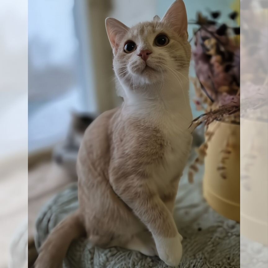 Котёнок в добрые руки