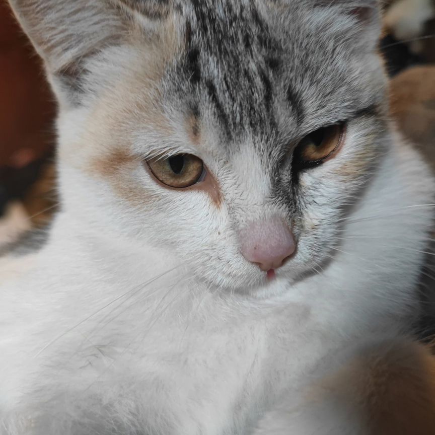 Котенок девочка котейка трехцветная