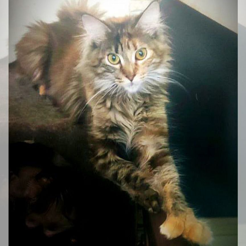 Мейн-кун, взрослая кошка