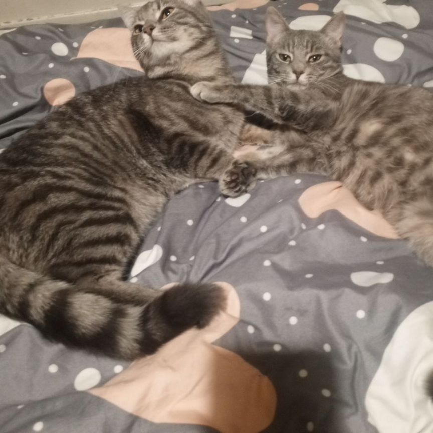 Взрослая, кошка в добрые руки