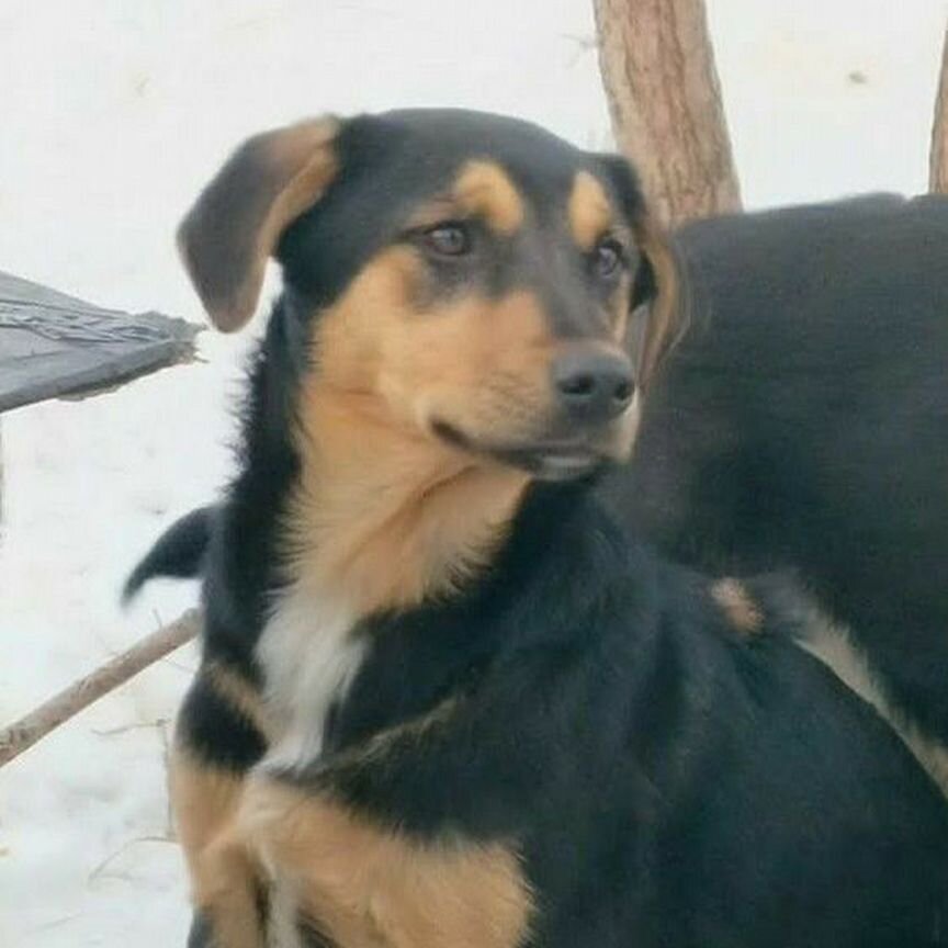 Щенки в добрые руки