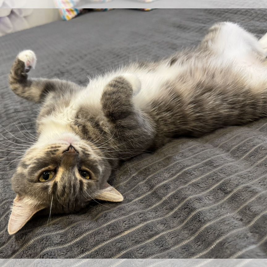 Взрослая, кошка в добрые руки