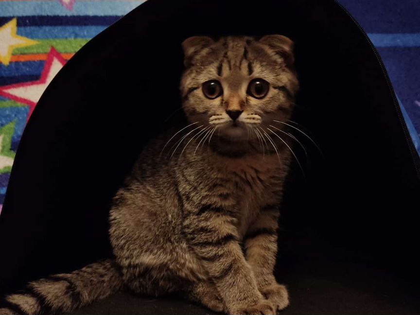 Ищу кота для случки с кошкой