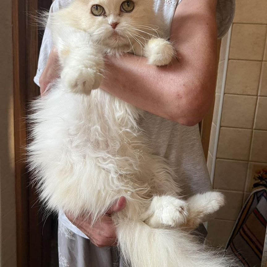 Персидская кошка