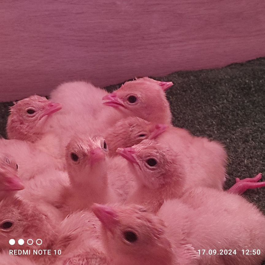 Индюшата хайбрид конвертер(Канада)