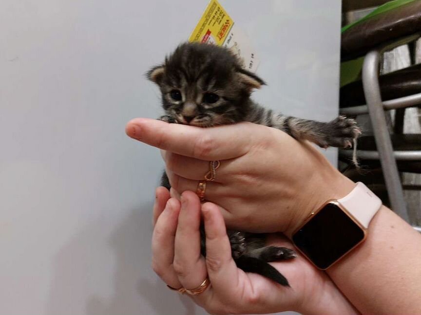 Милые котята ищут дом