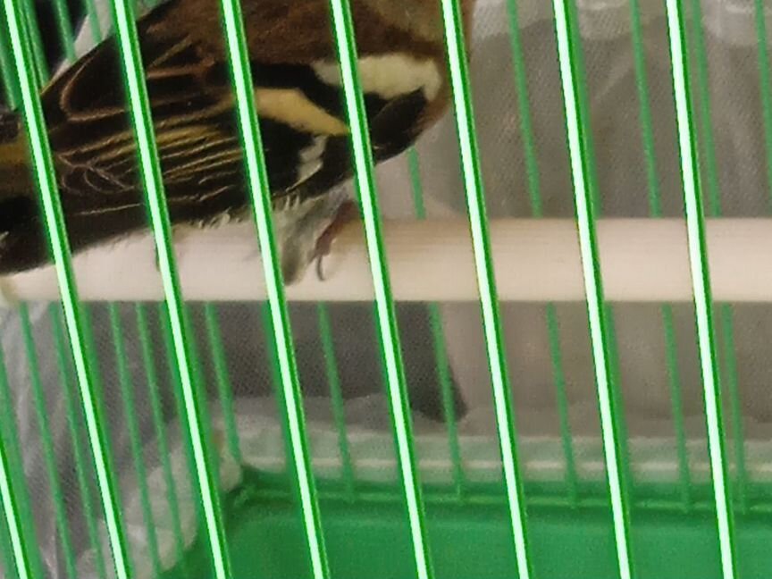 Зяблик поет с клеткой