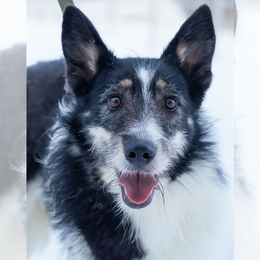 Взрослый пёс в добрые руки