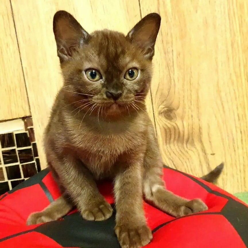 Европейский бурманский котёнок