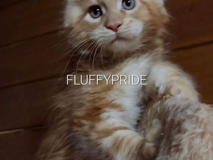 Мейн-кун котята питомник fluffy pride