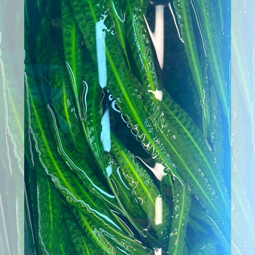 Криптокорина аквариумное растение