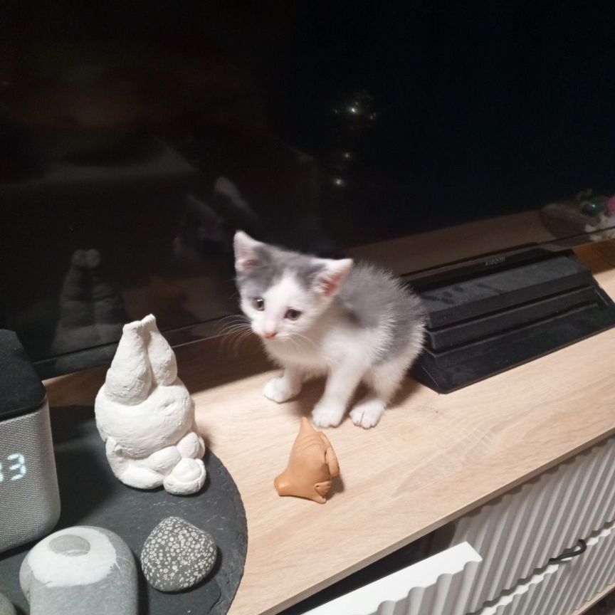 Веселый котенок. К лотку приучен