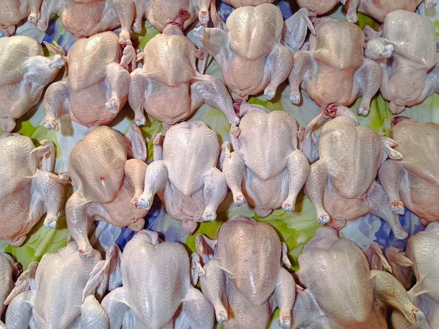 Куры броллеры