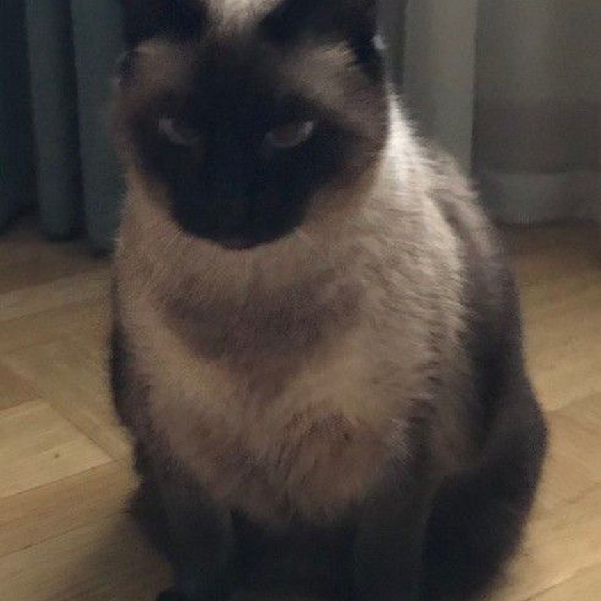 Кошка в добрые руки