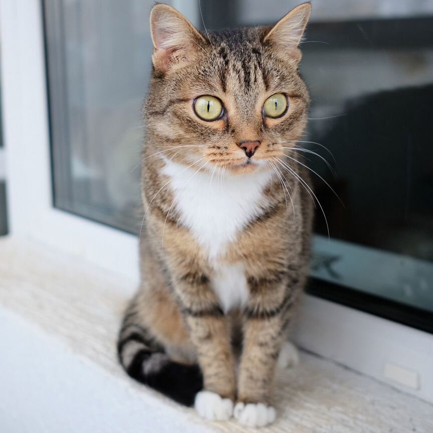 Взрослая, кошка в добрые руки