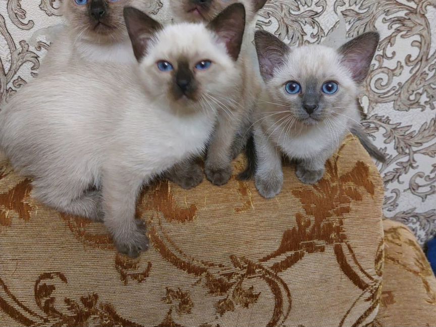 Тайские котята