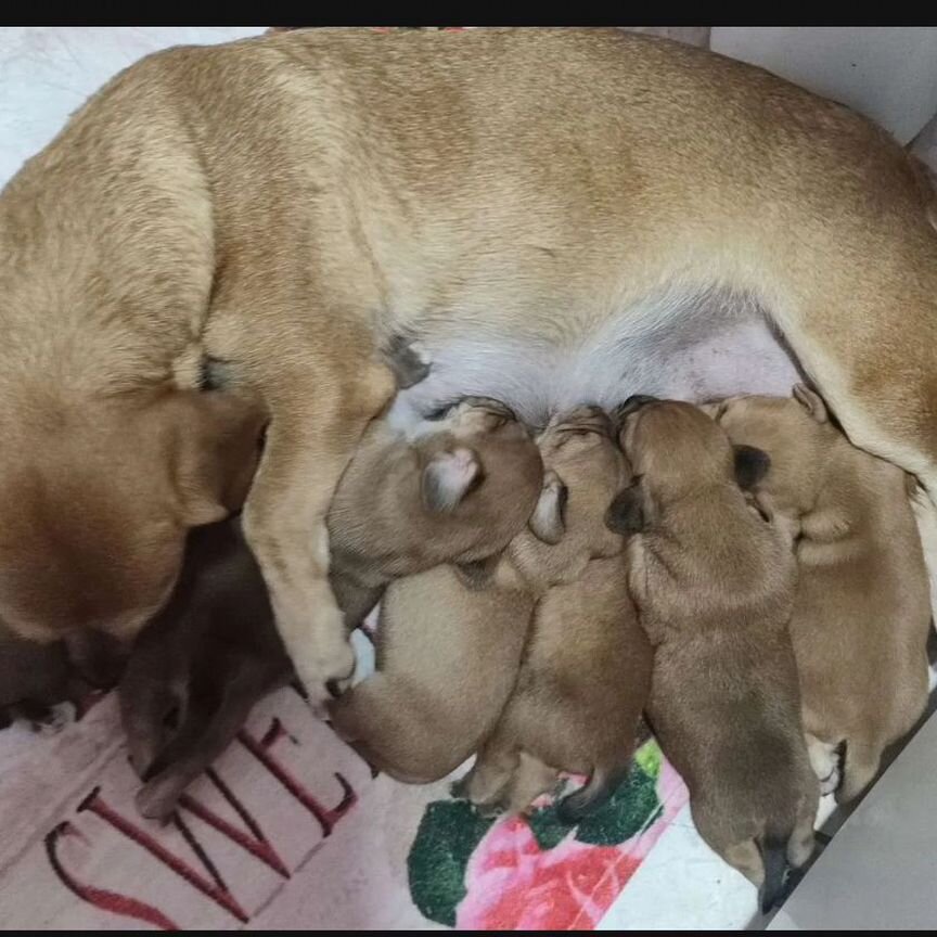 Кроличья такса