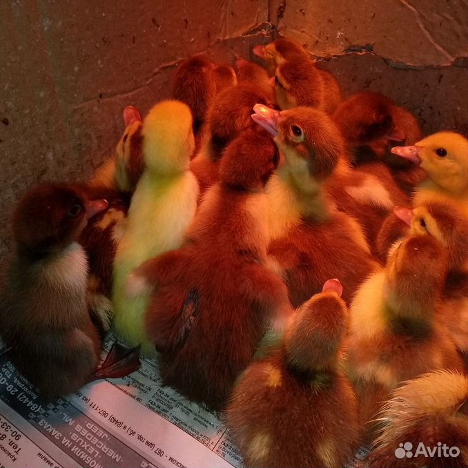 Утята индоутки возраст 7дней